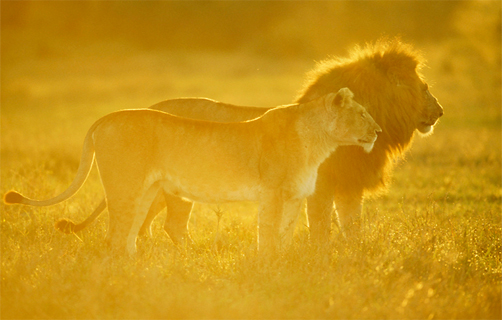 African Lion-Contact Us-Images of Wilderness-Photography