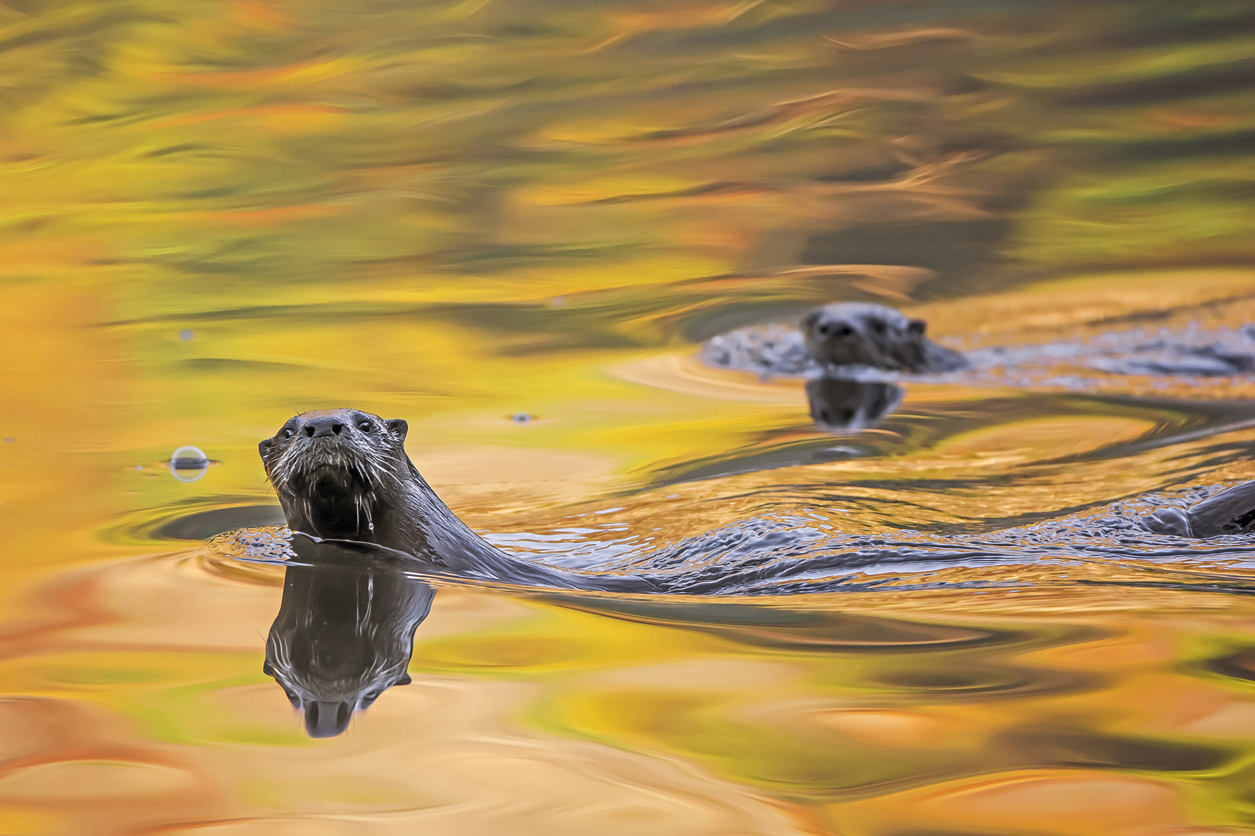 Florida Alligators